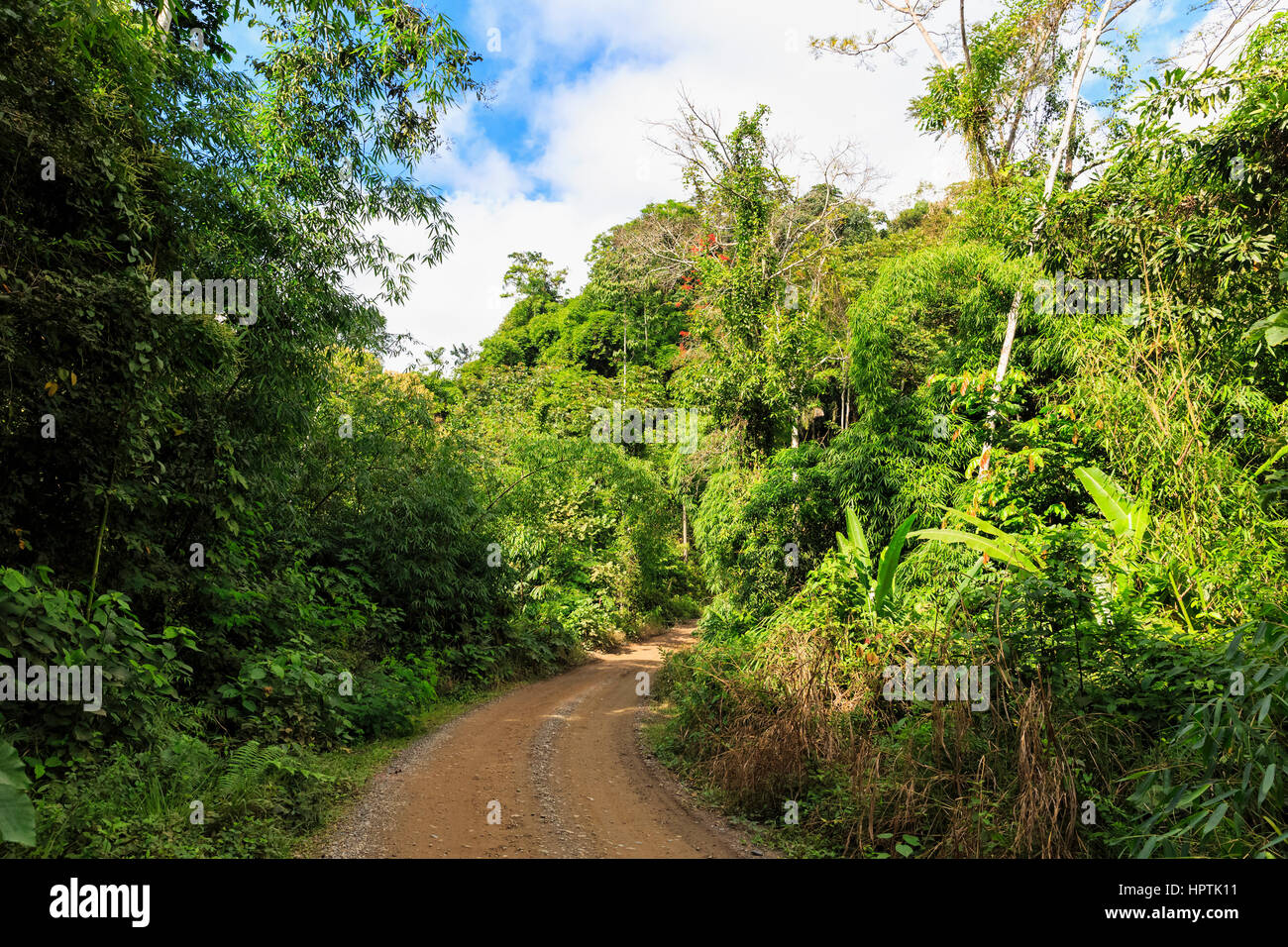 Peru, Amazon basin, piste through the forest Stock Photo - Alamy