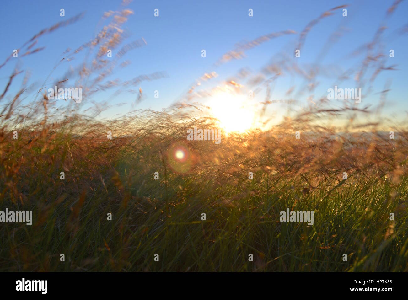 Grass moving in the breeze hi-res stock photography and images - Alamy