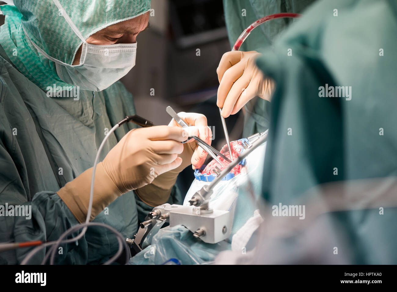 Cranium hi-res stock photography and images - Alamy