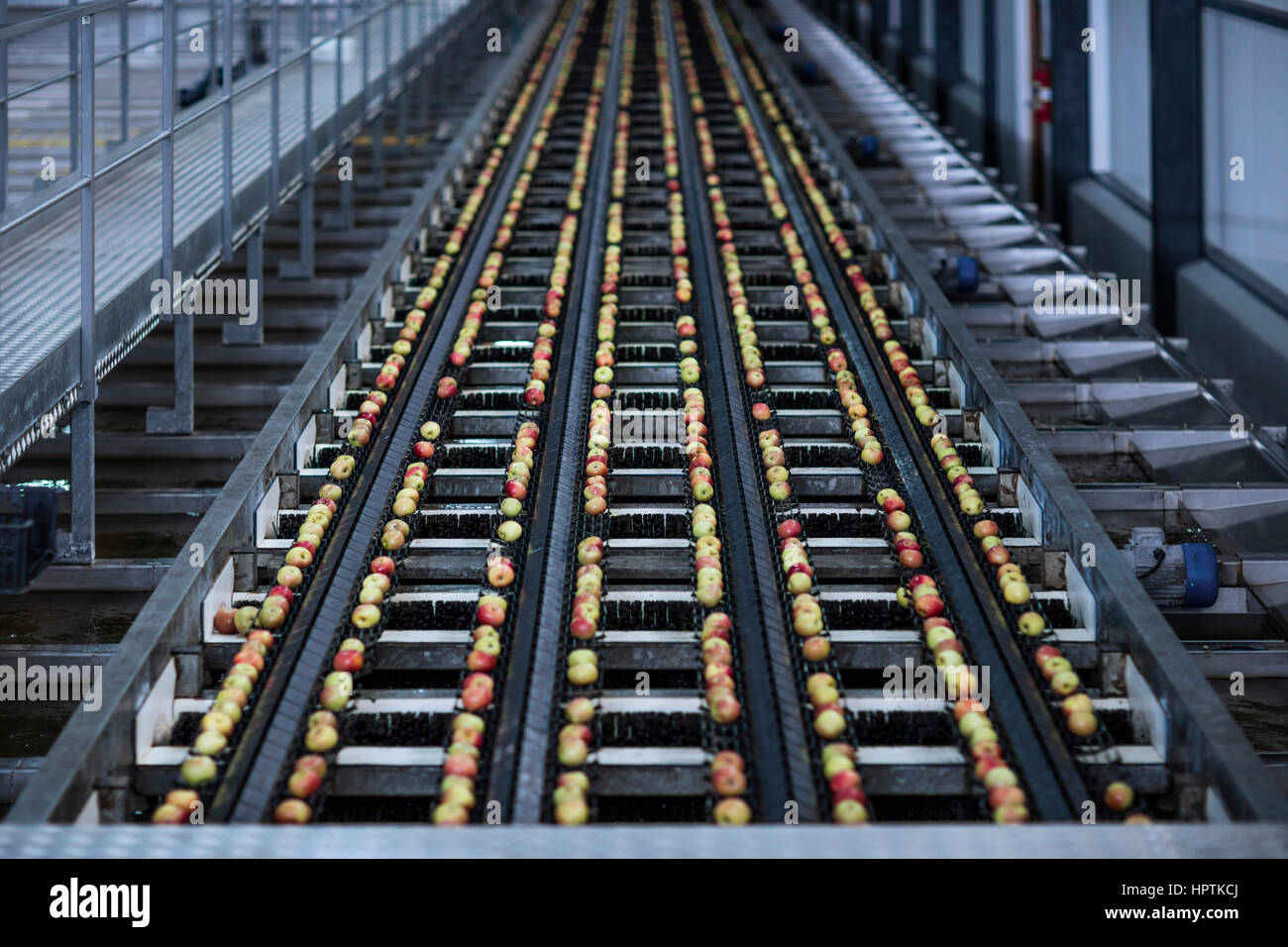 Apples in factory on conveyor belt Stock Photo - Alamy