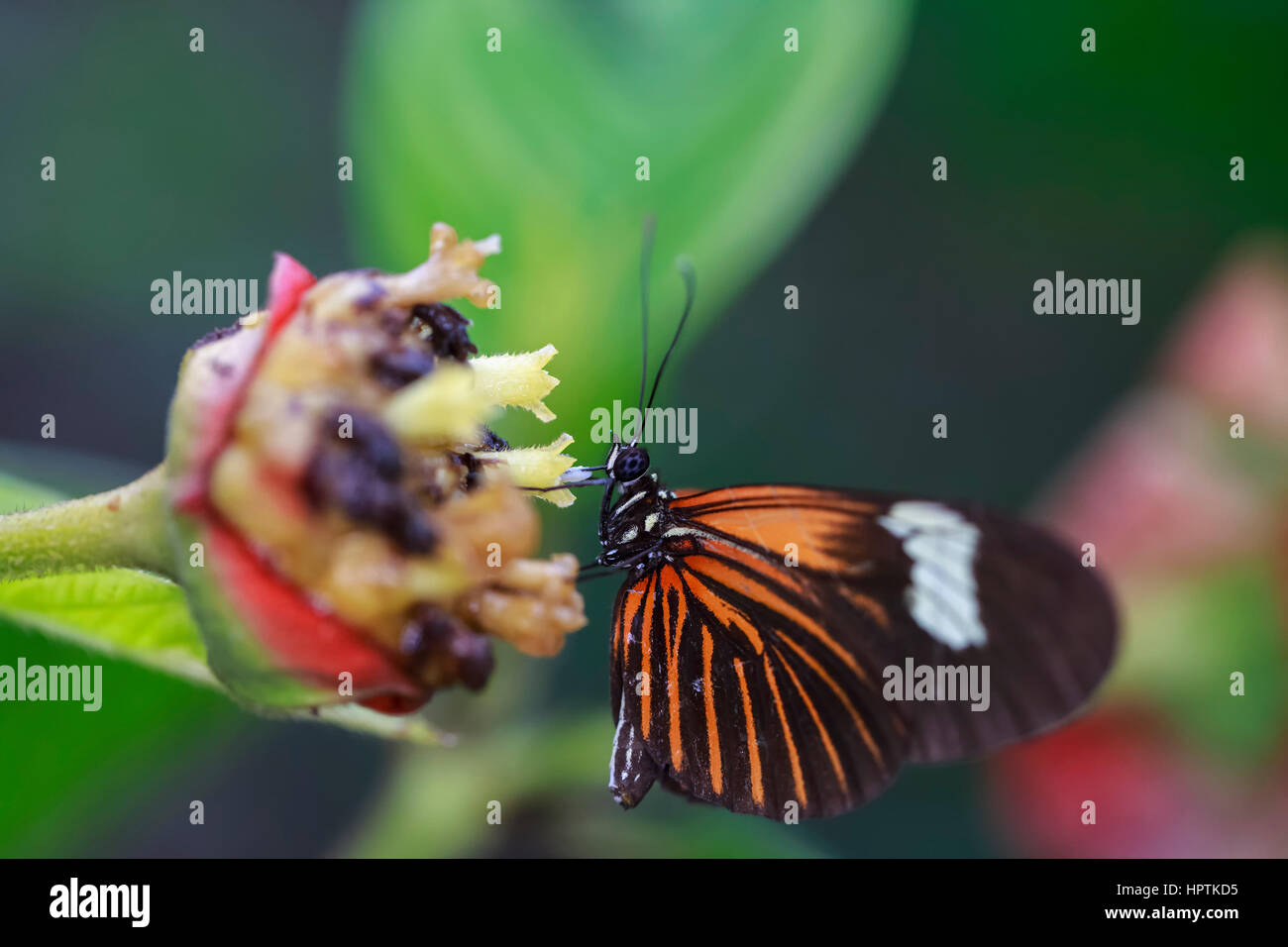 Peru, Manu National Park, tropical butterfly at blossom Stock Photo - Alamy