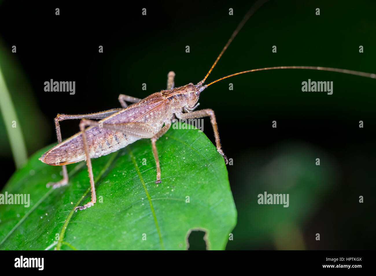 Peru, Manu National Park, grasshopper on leaf Stock Photo - Alamy