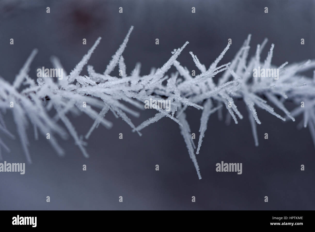 Twig with ice crystals, close-up Stock Photo - Alamy