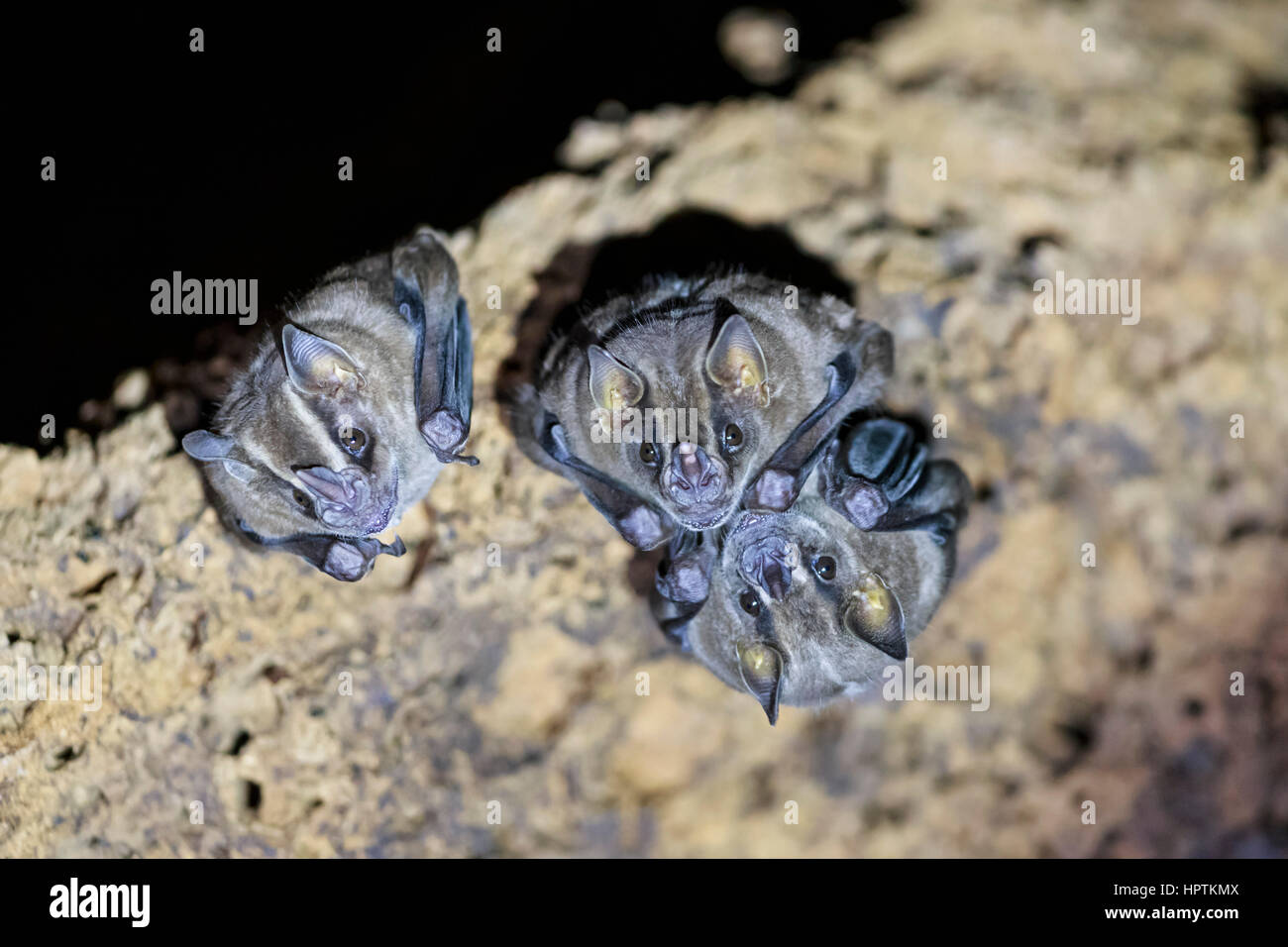Peru, Manu National Park, Vampire bats Stock Photo - Alamy