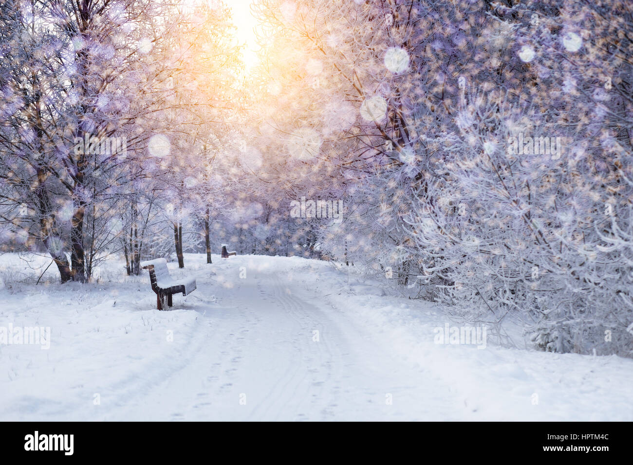 Christmas lights on frosty background. Winter xmas background. Sunny ...