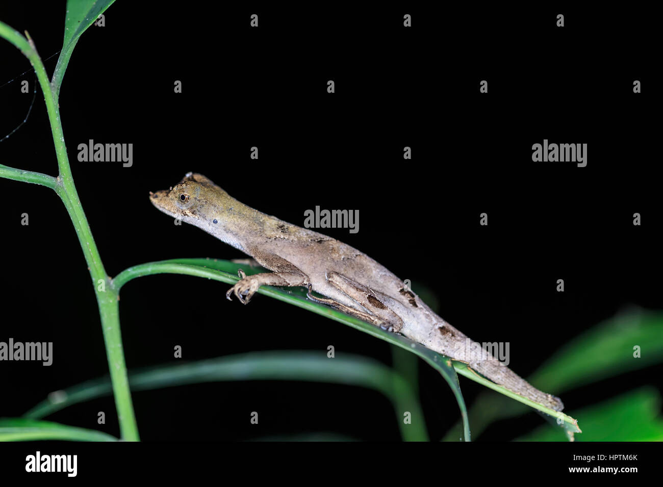 Peru, Manu National Park, blue-lipped forest anole on leaf Stock Photo ...