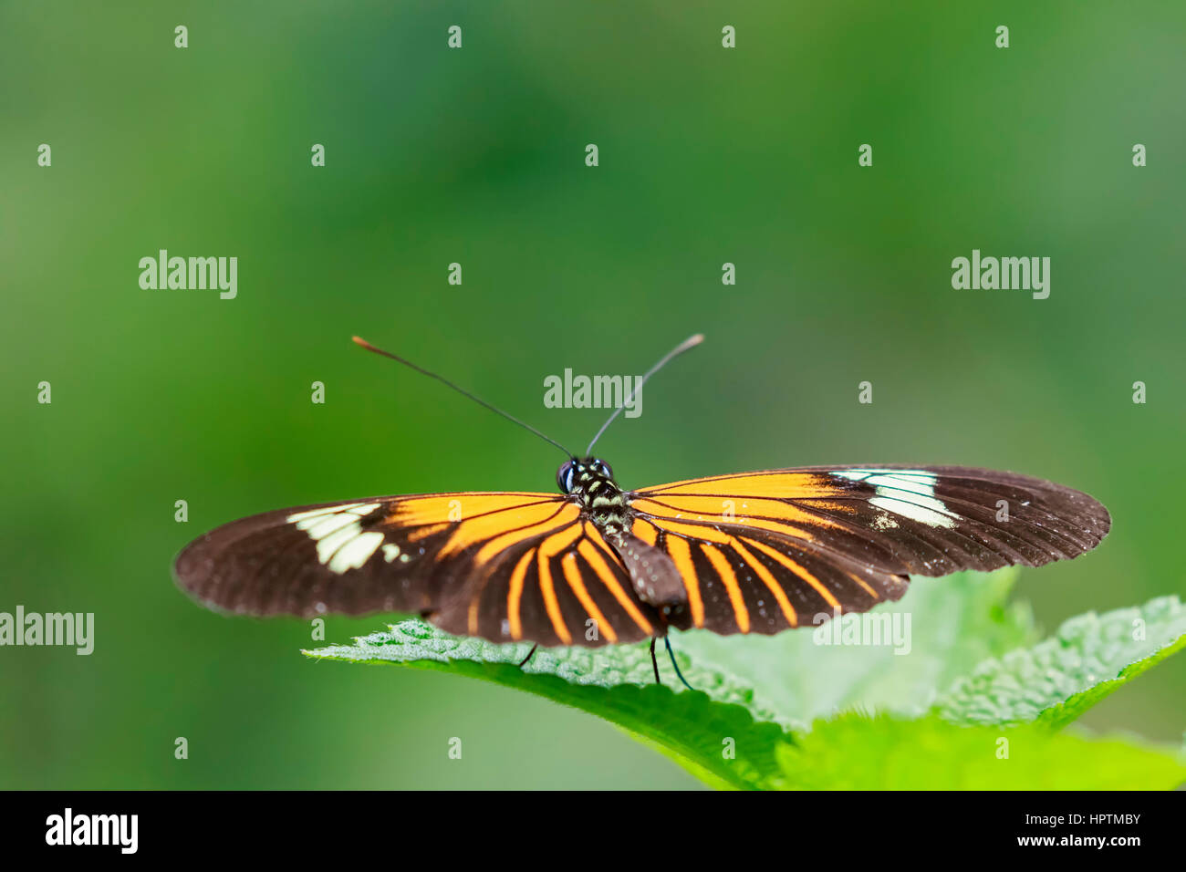 Peru, Manu National Park, tropical butterfly on leaf Stock Photo - Alamy