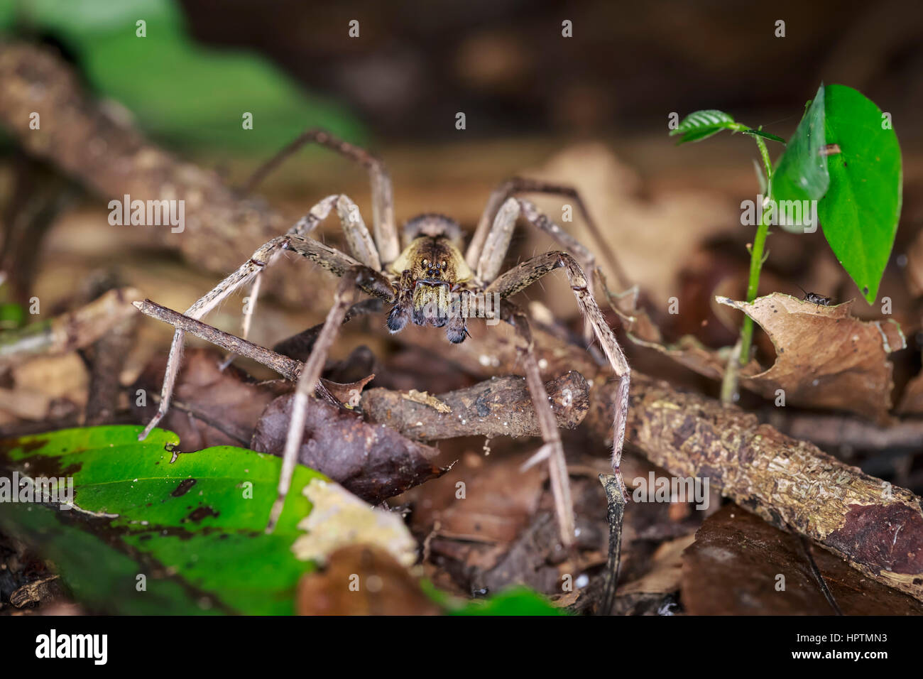 Peru, Manu National Park, wandering spider on twig Stock Photo - Alamy