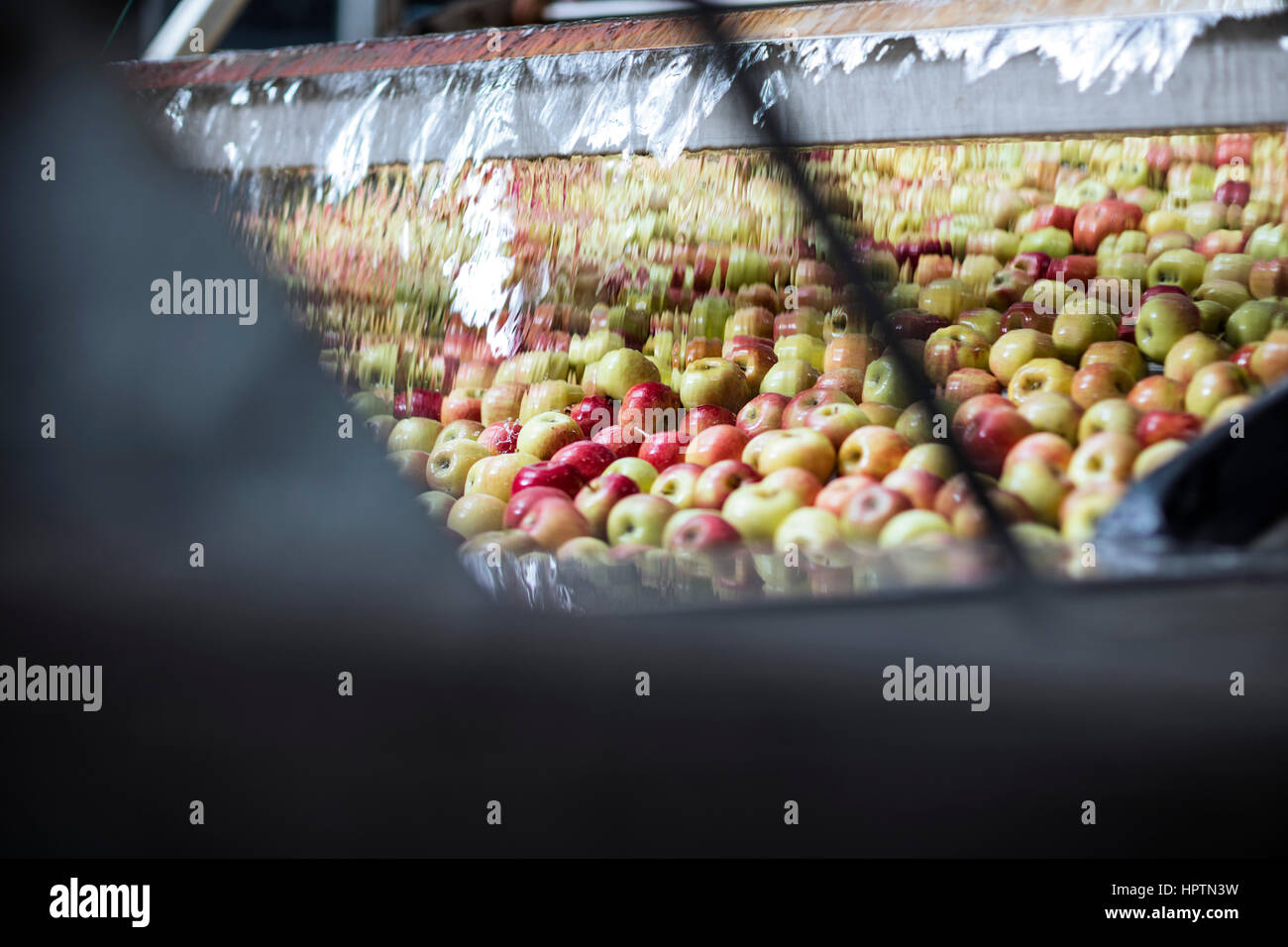 Apples in factory wrapped up in plastic Stock Photo - Alamy