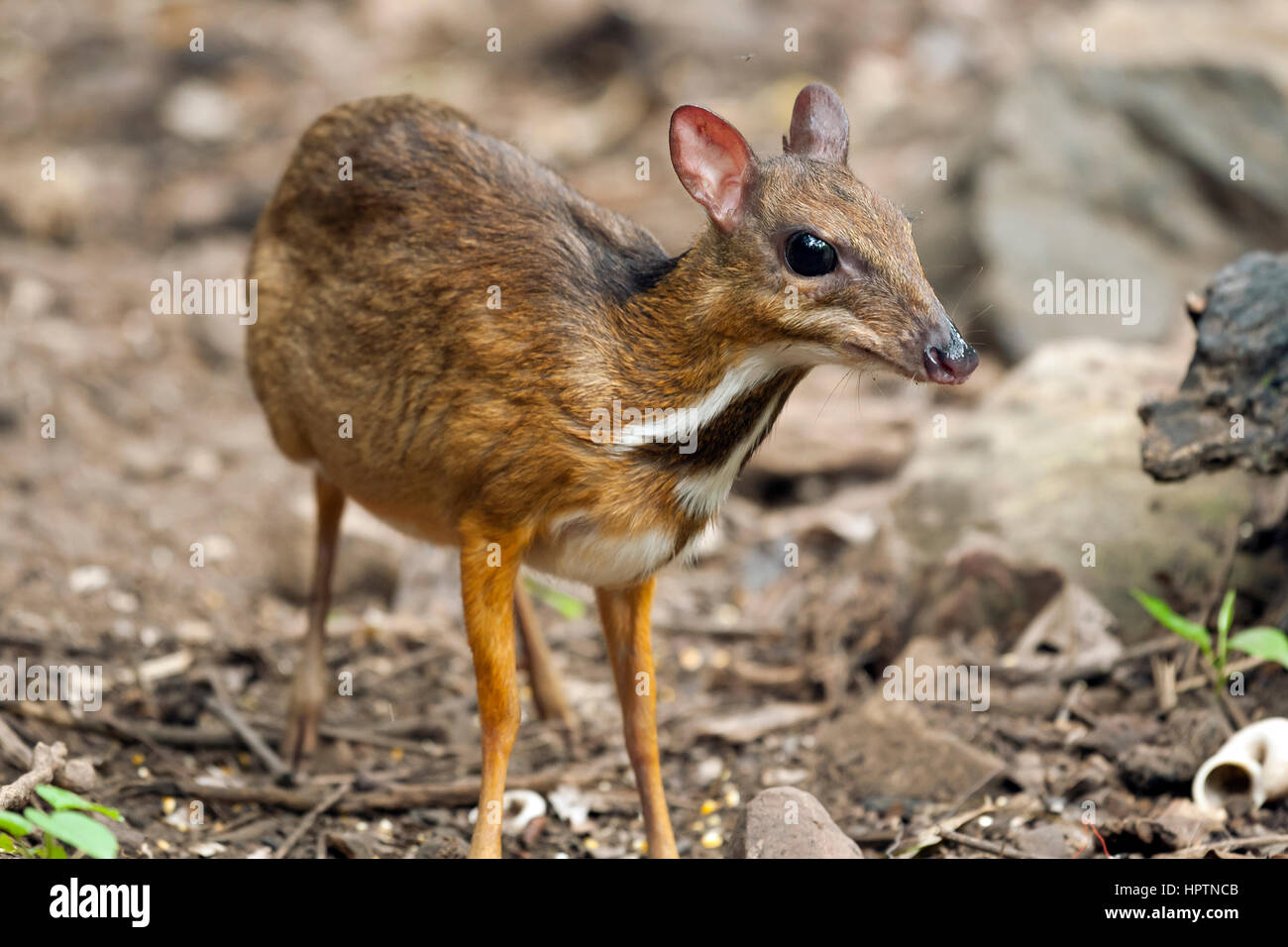 Mouse Deer As Pets