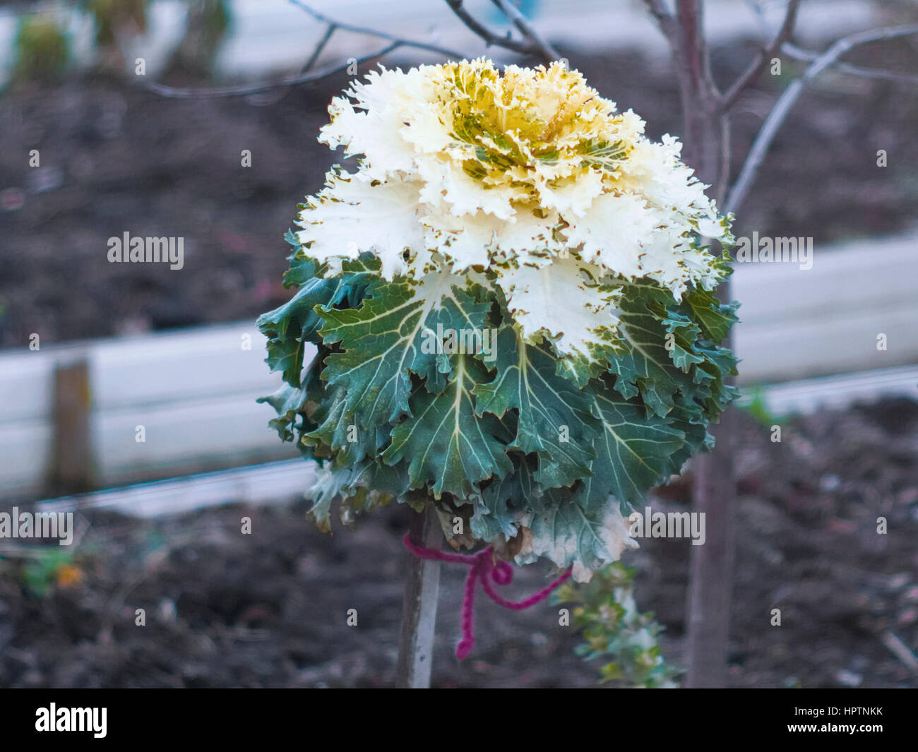 An interesting plant growing in the garden Stock Photo - Alamy