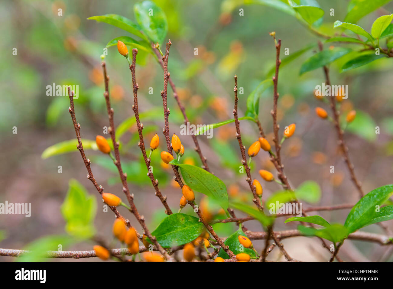 Fruits of the coca plant hi-res stock photography and images - Alamy