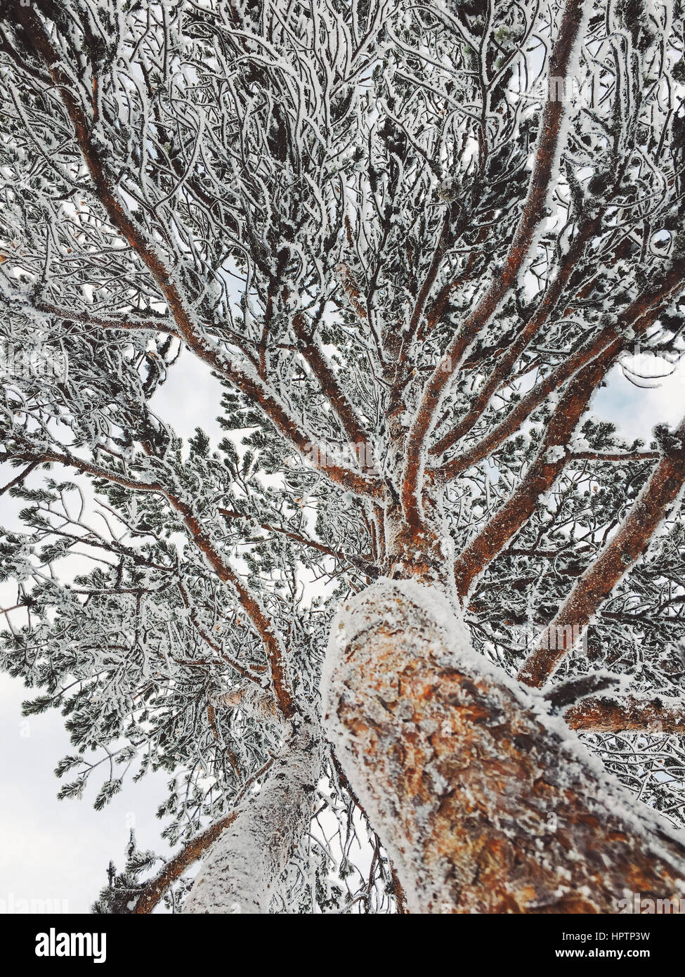 Hoarfrost on trees seen from below Stock Photo - Alamy