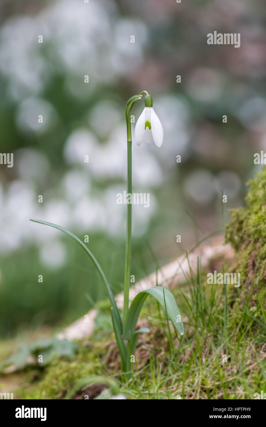 Single snowdrop with bokeh blur background snowdrops. Devon, UK ...
