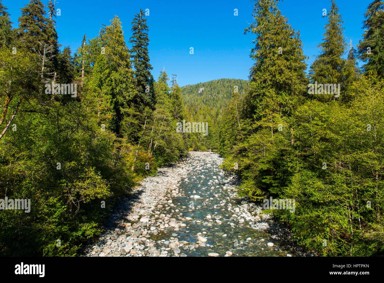 Temperate Rainforest in the central valley of Walbran and Walbran river ...