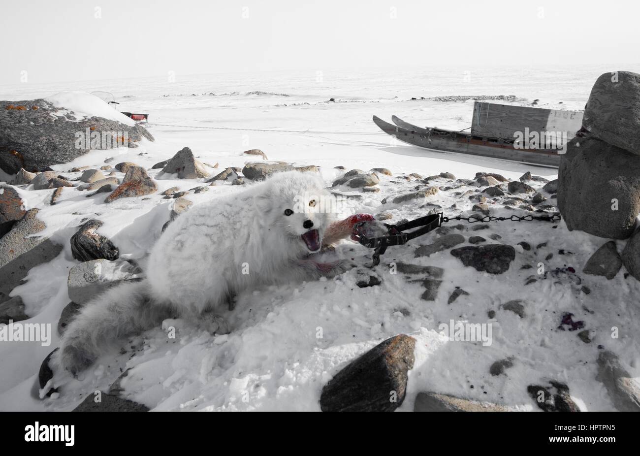 Inuits in Canada are hunting animals for fur Stock Photo - Alamy