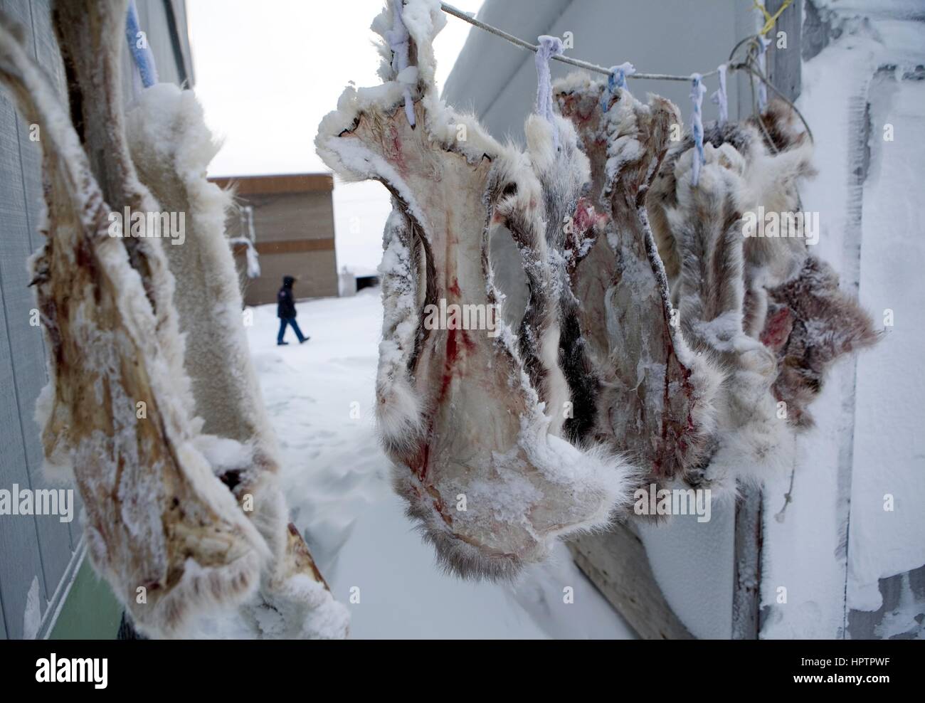 Indigenous canadians fur trade hi-res stock photography and images - Alamy