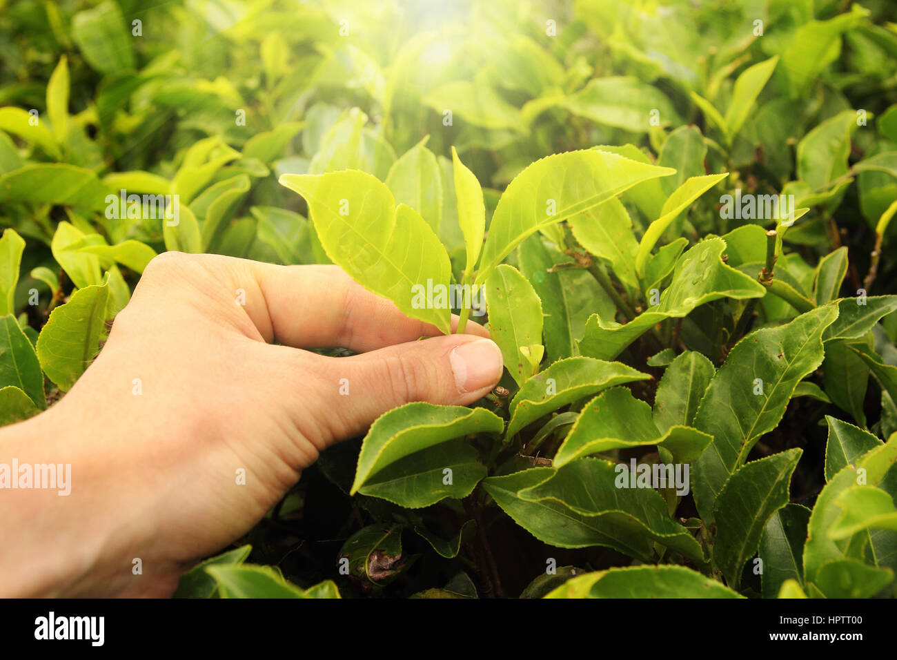 tea picking hand Stock Photo - Alamy
