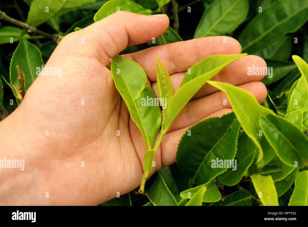 tea leaves in palm Stock Photo - Alamy