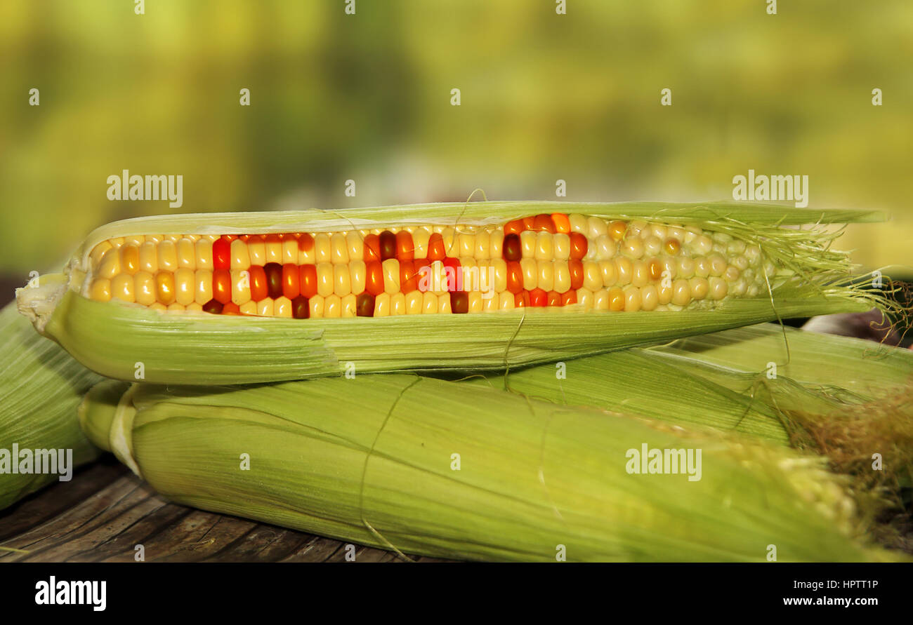 Genetically modified crop hi-res stock photography and images - Alamy