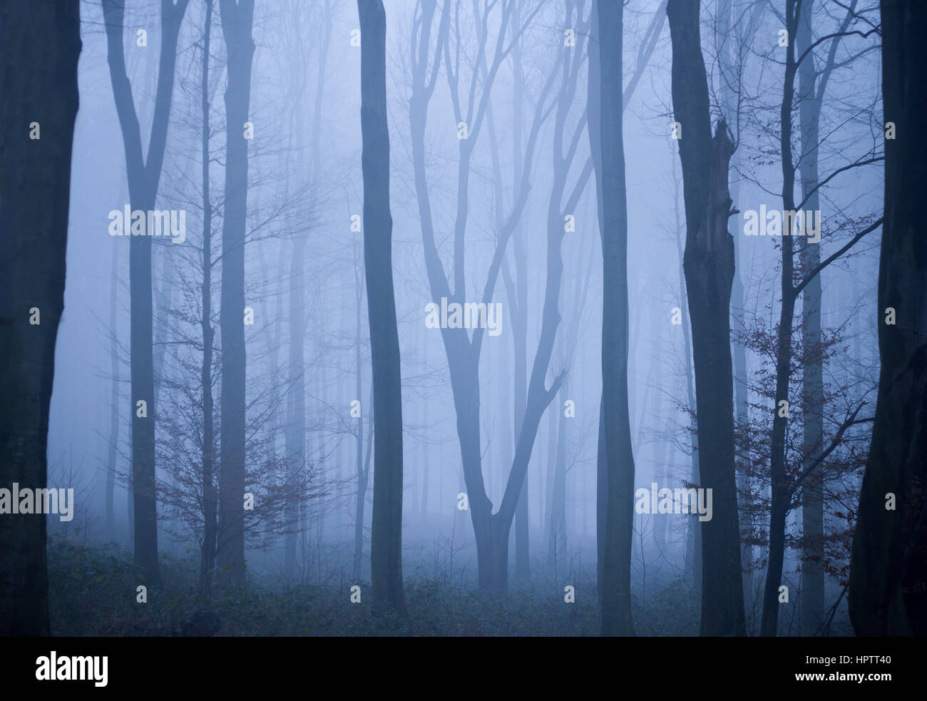Misty mood in the winter forest hi-res stock photography and images - Alamy