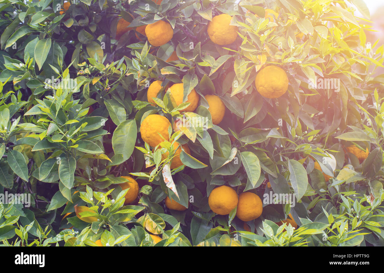 orange tree in sunset Stock Photo - Alamy