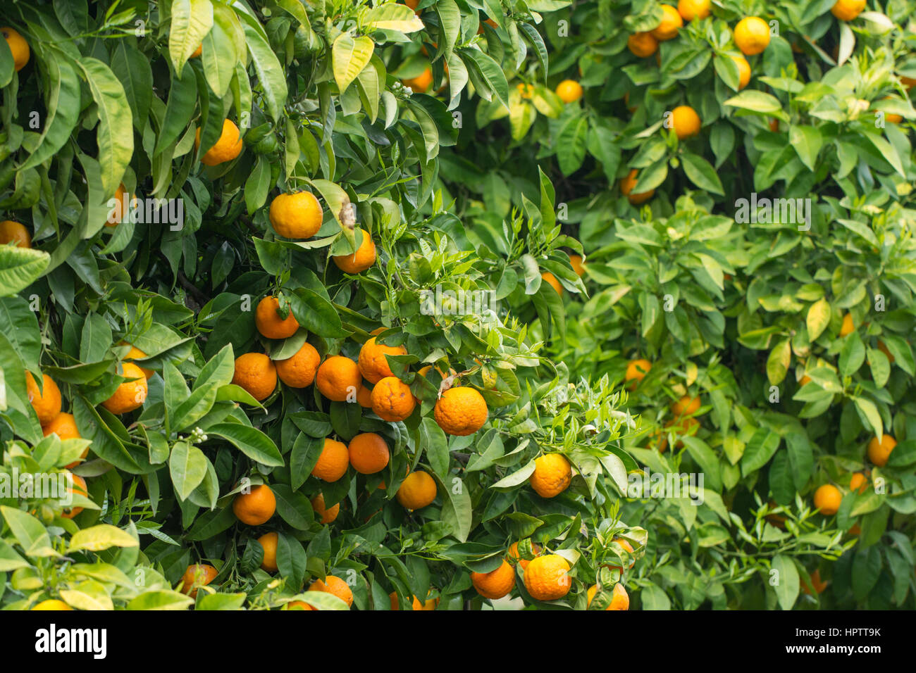 oranges on tree Stock Photo - Alamy