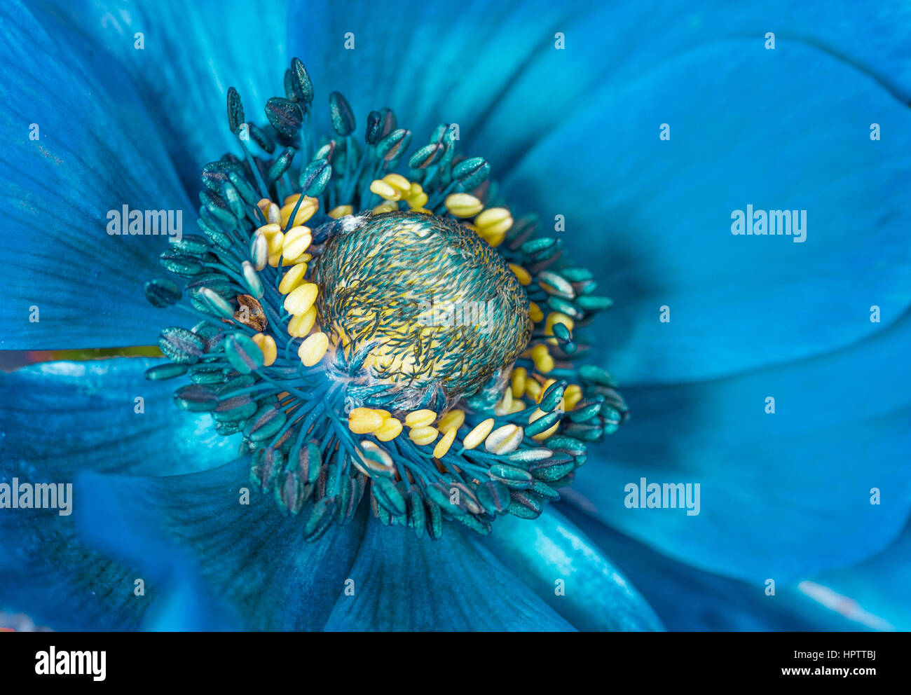 Blue flower hi-res stock photography and images - Alamy