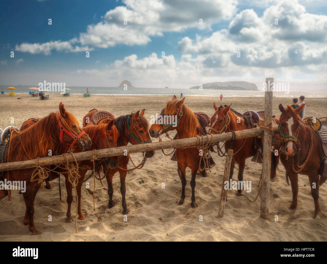 Peruvian Paso - horse breed. This breed is protected by the Peruvian ...