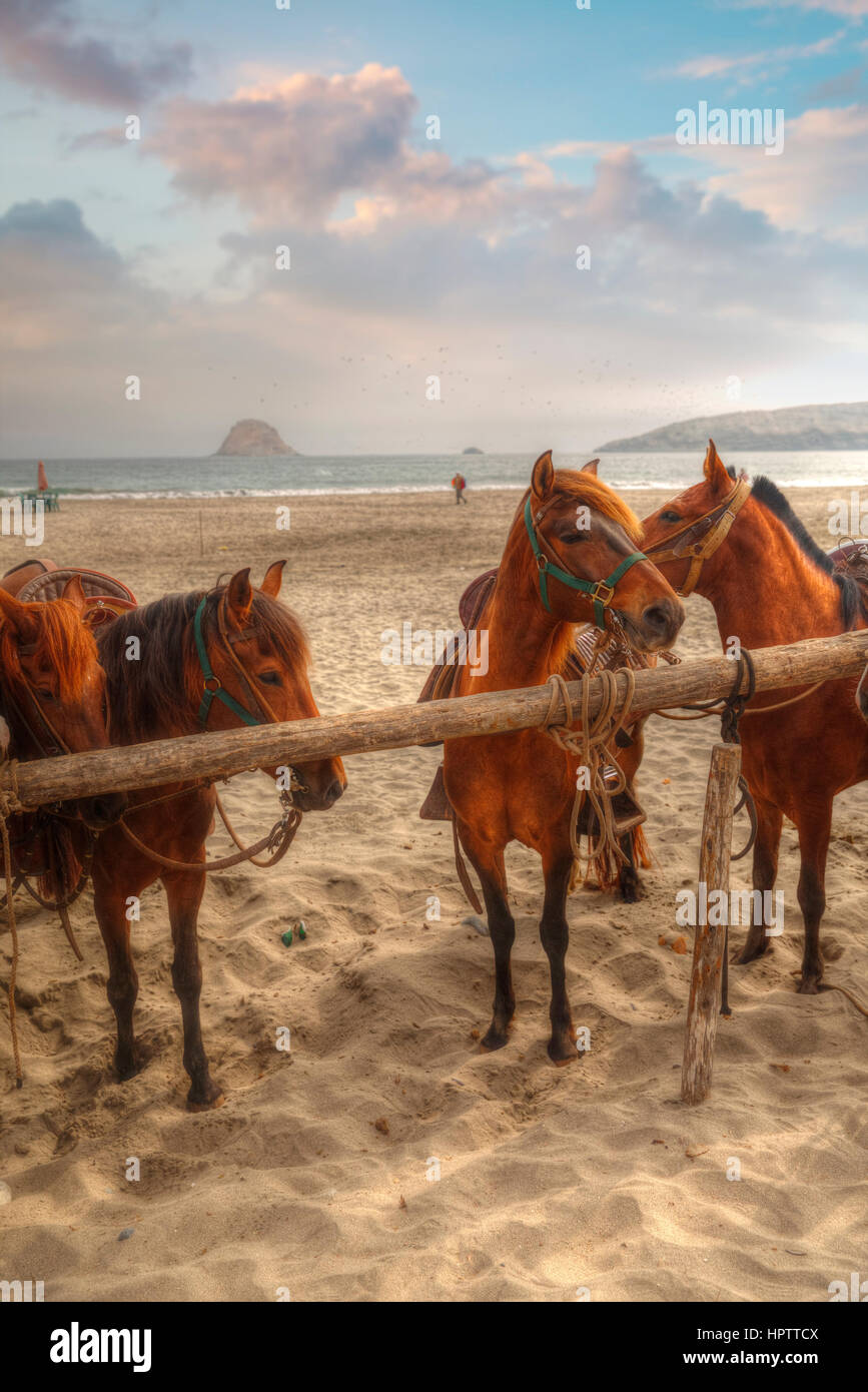 Peruvian paso horse hi-res stock photography and images - Alamy