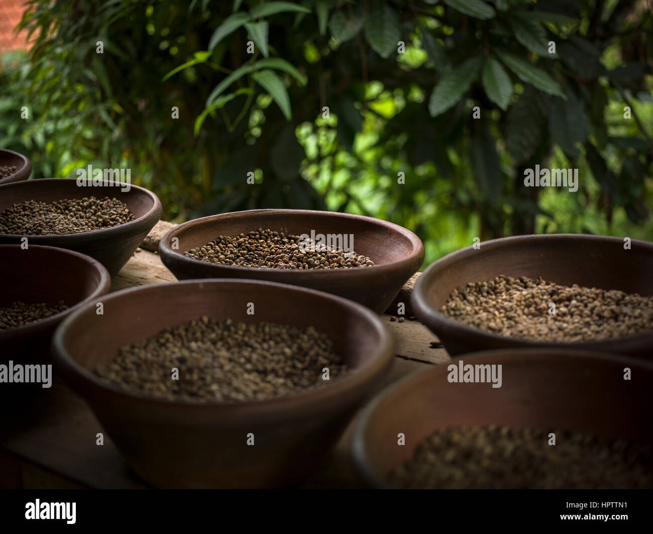 coffee, bali, indjnesia, asia, forest Stock Photo - Alamy