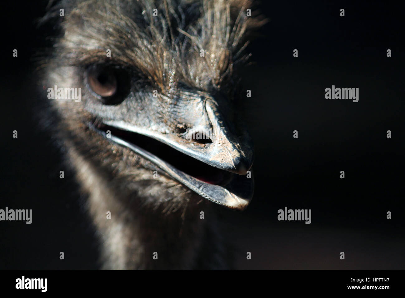 Emu Eyes High Resolution Stock Photography and Images - Alamy