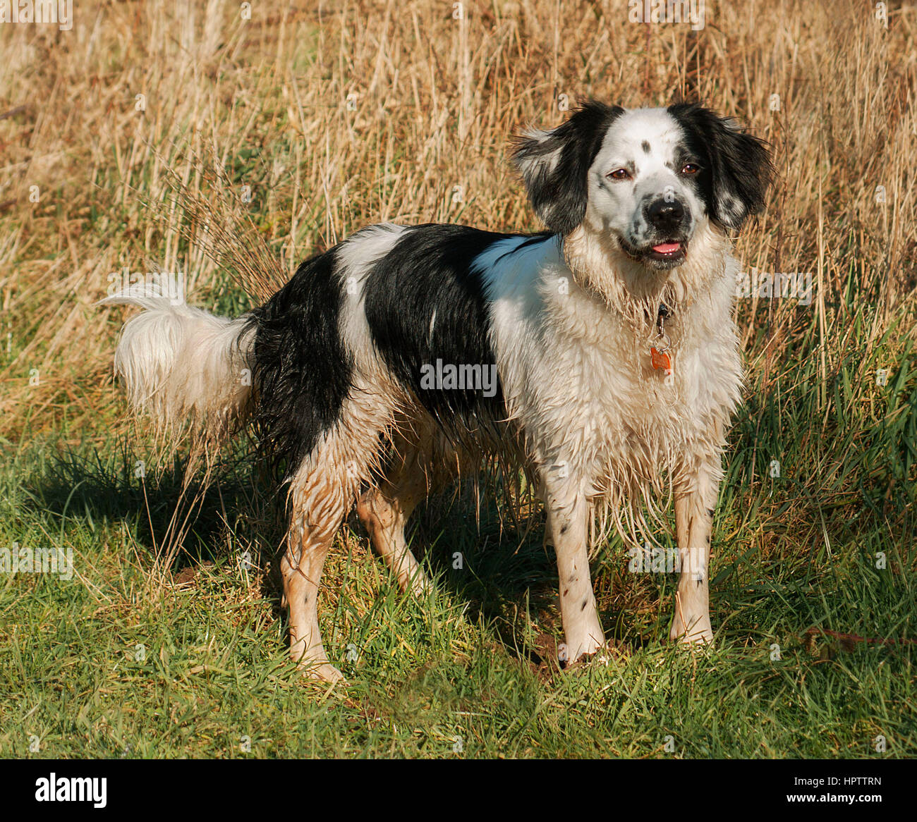 Are Sprollies Good Family Pets