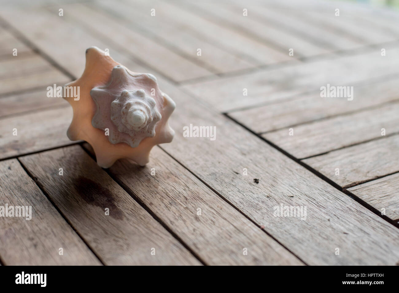lambi - queen shell Stock Photo - Alamy