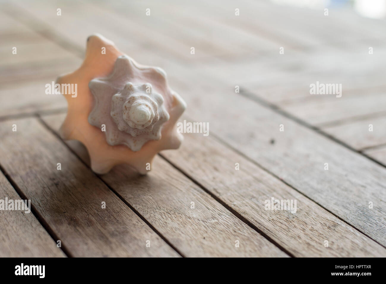lambi - queen shell Stock Photo - Alamy