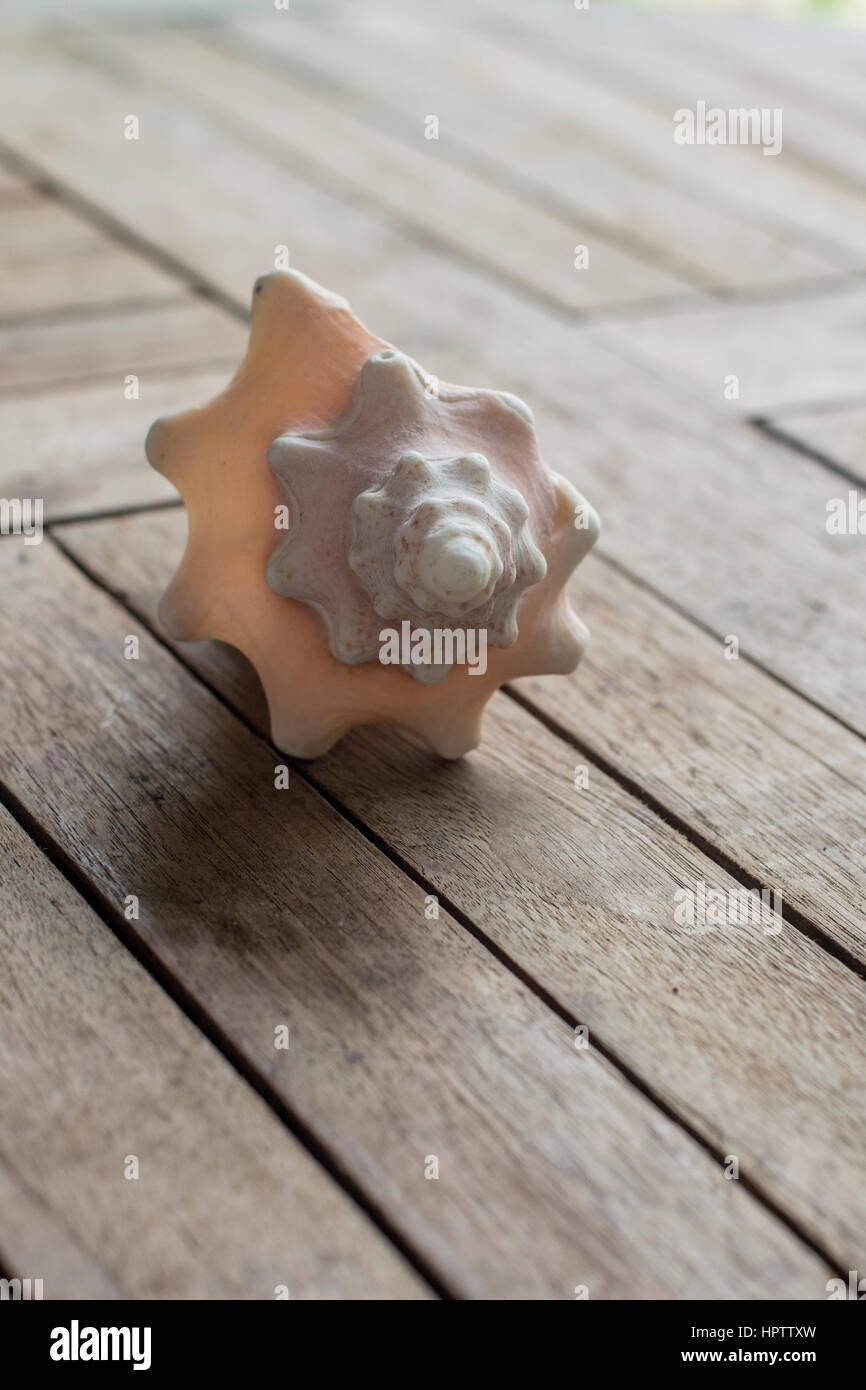 lambi - queen shell Stock Photo - Alamy