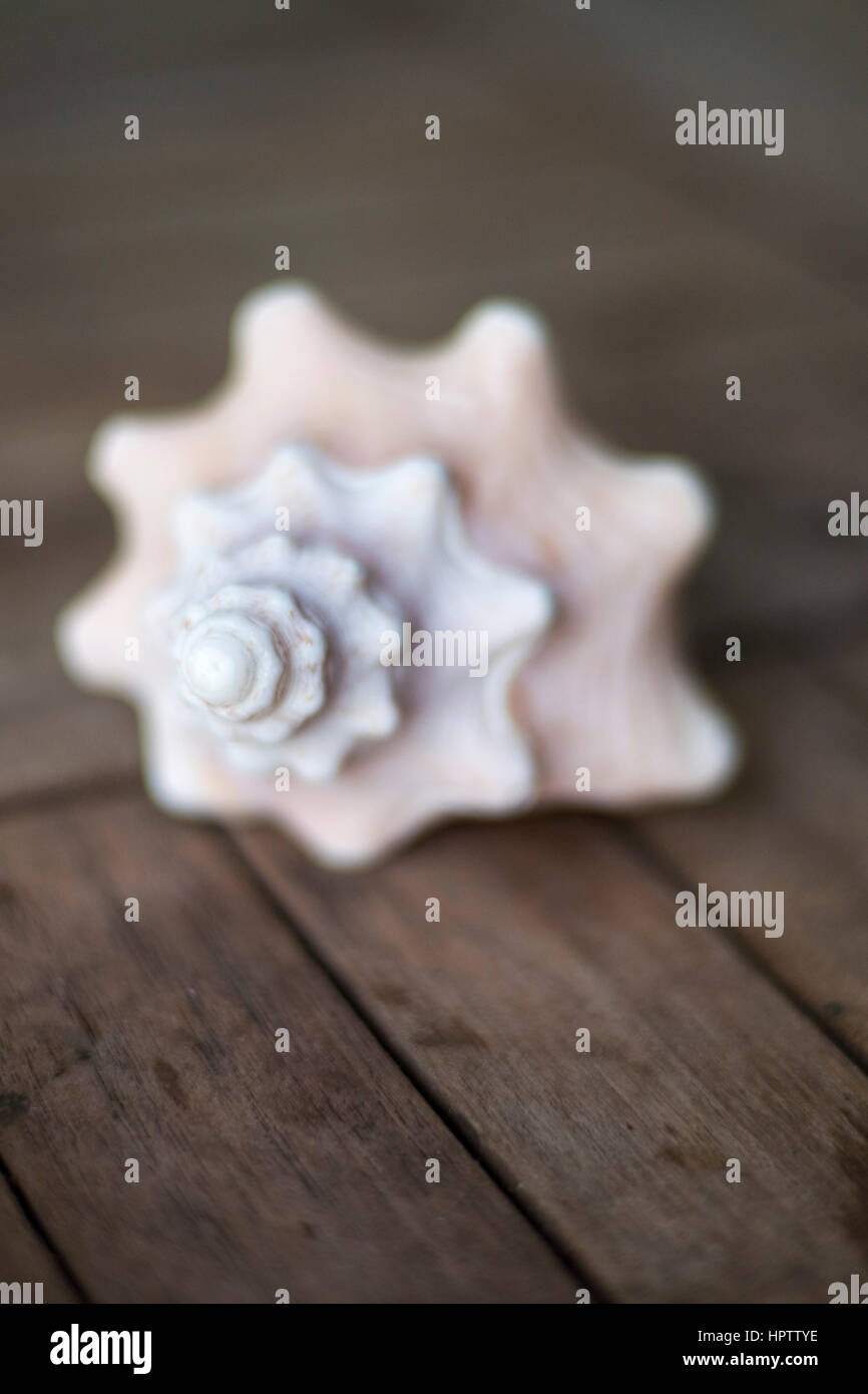 lambi - queen shell Stock Photo - Alamy