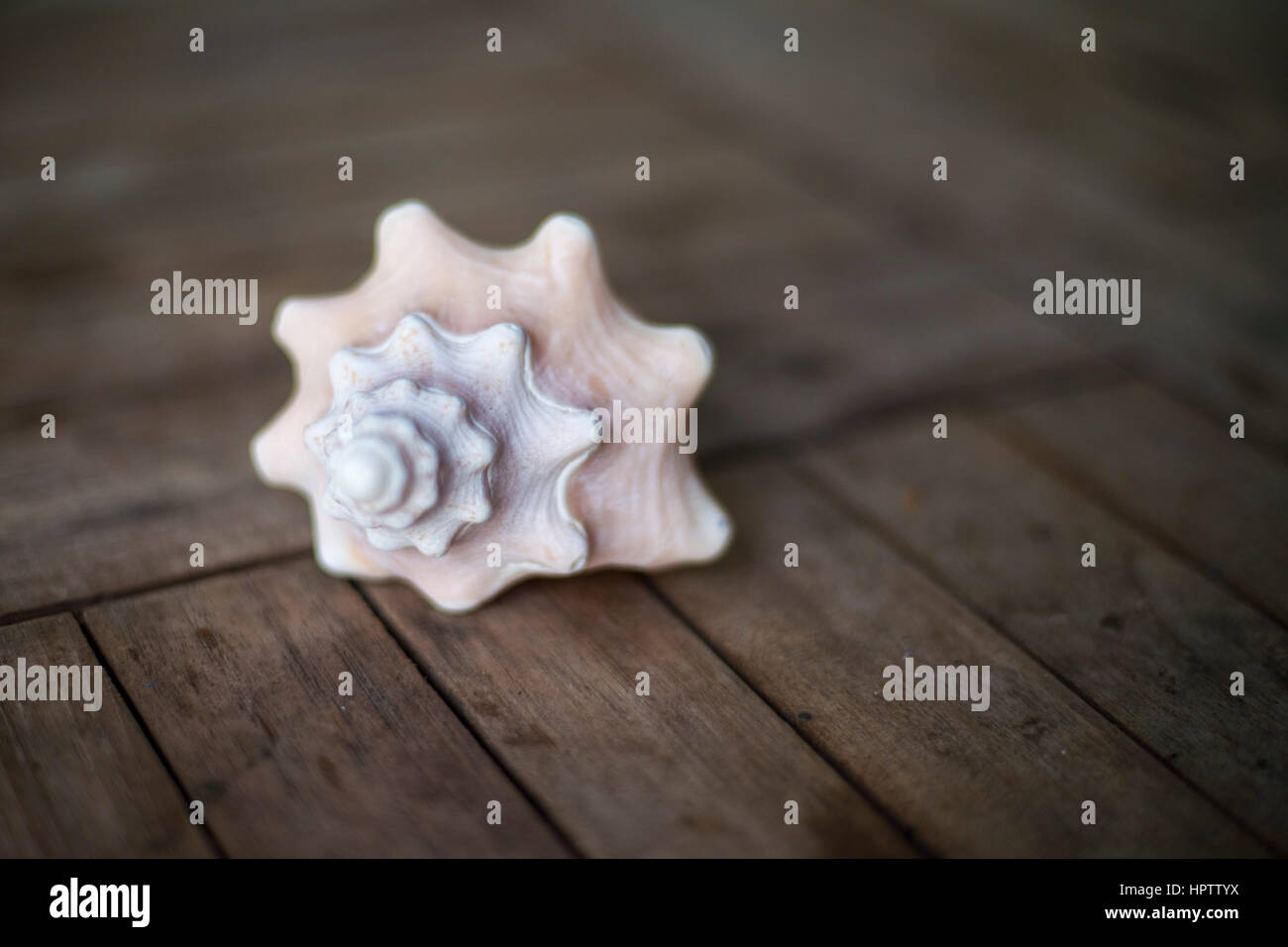 lambi - queen shell Stock Photo - Alamy