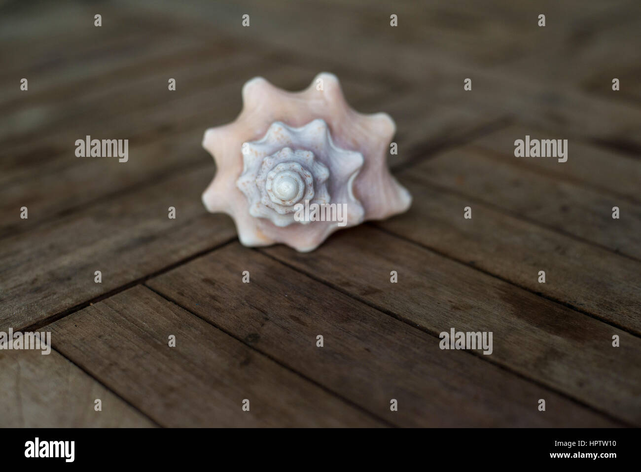 lambi - queen shell Stock Photo - Alamy