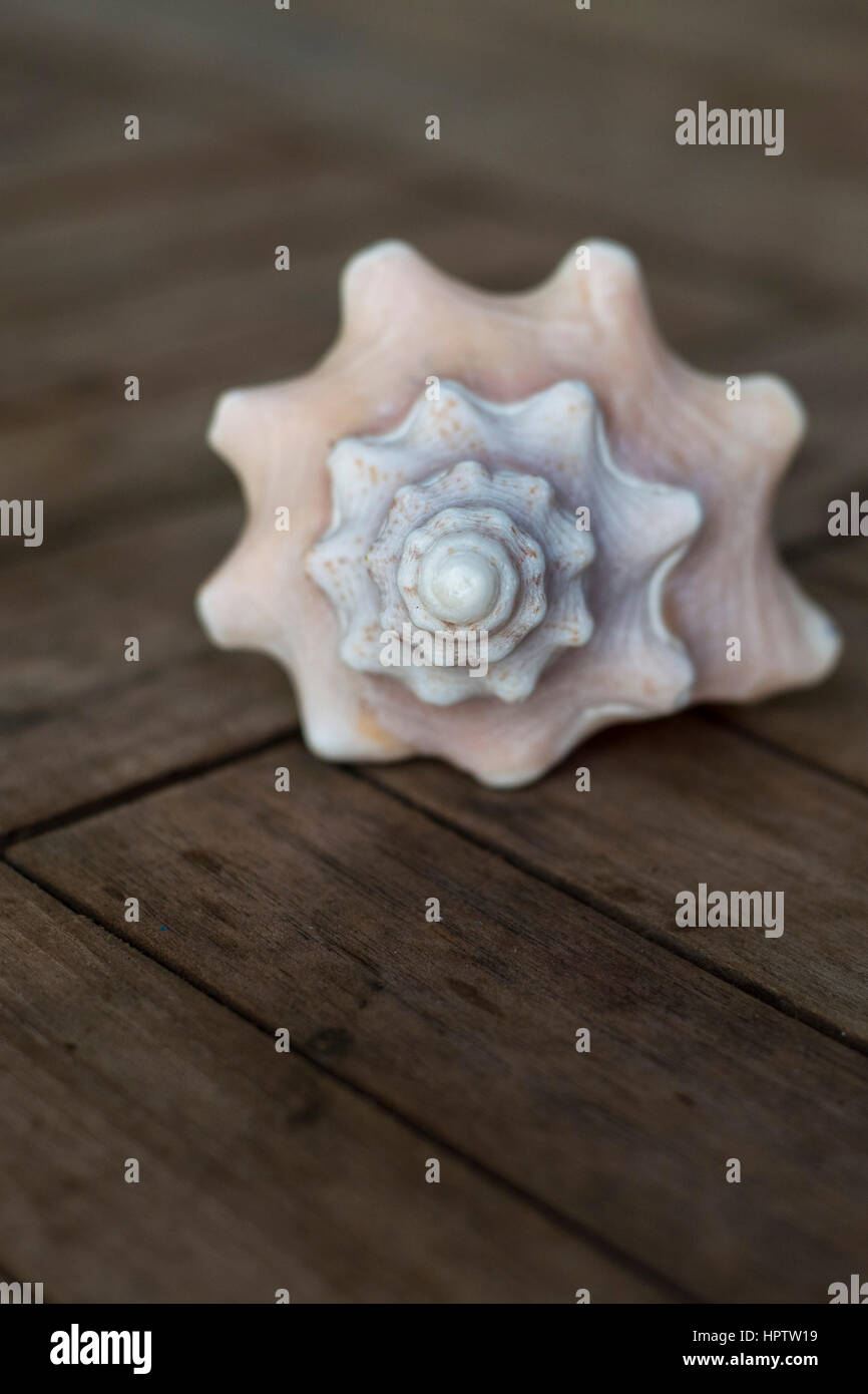 lambi - queen shell Stock Photo - Alamy