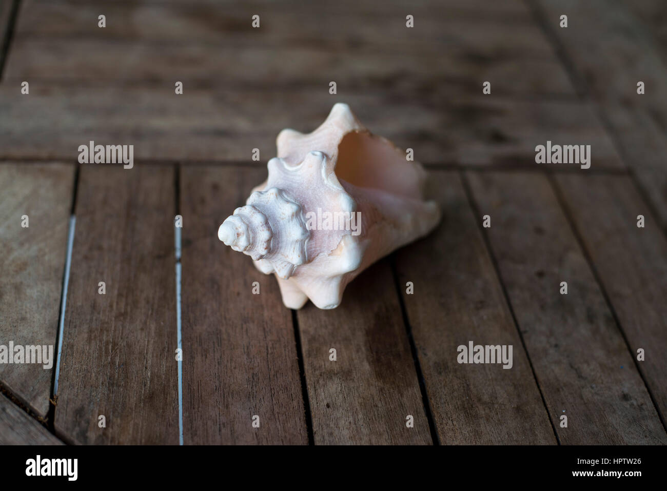 Queen Shell High Resolution Stock Photography and Images - Alamy