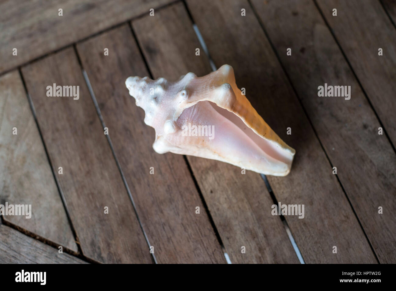 Lobatus Gigas Stock Photos & Lobatus Gigas Stock Images - Alamy