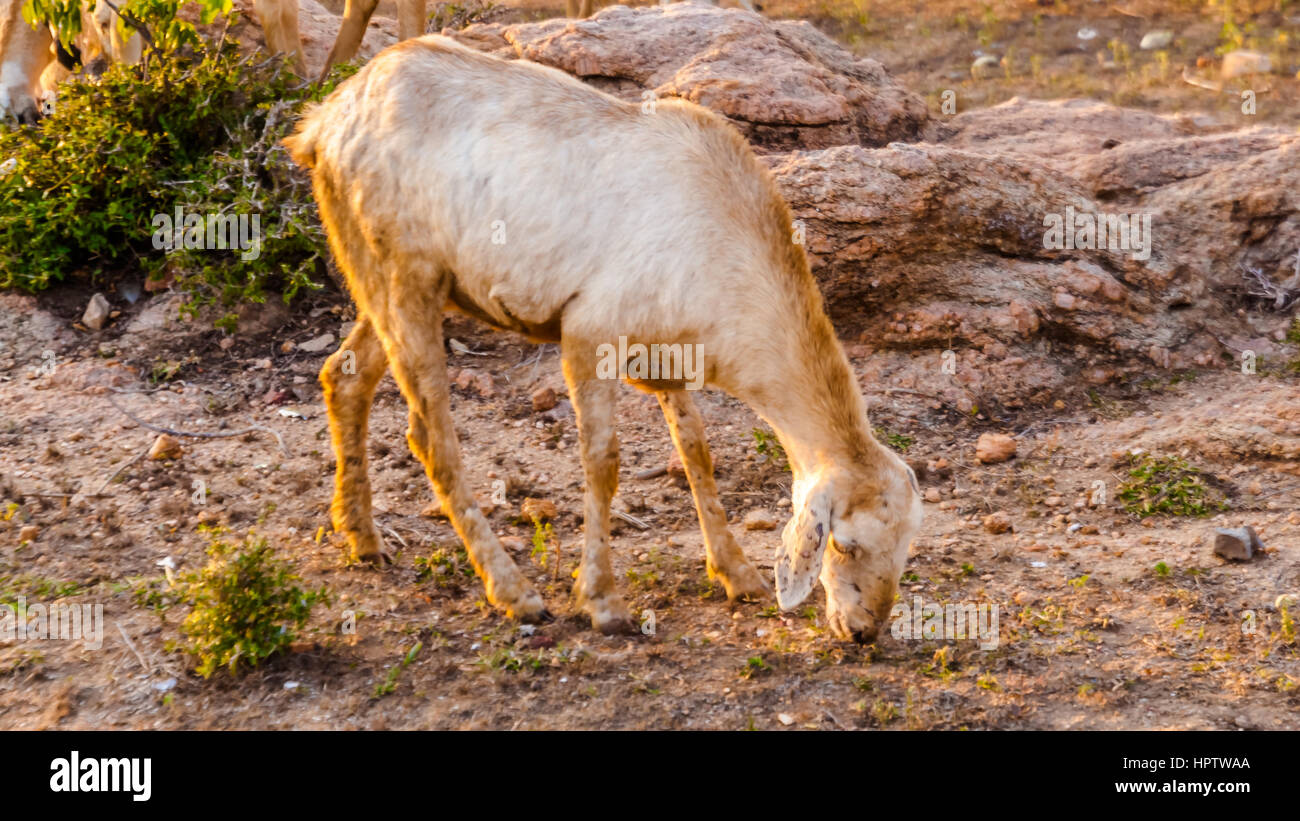 Sheep at sunset hi-res stock photography and images - Alamy