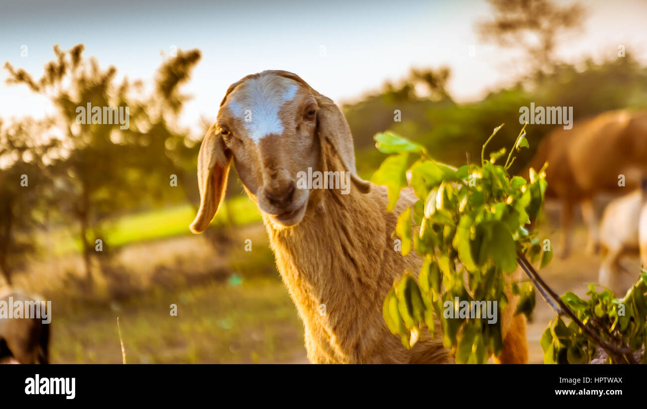 sheep at sunset Stock Photo - Alamy