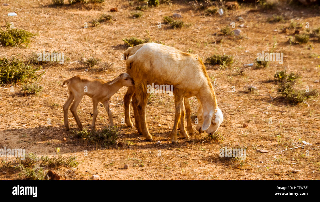 Sheep grazing sunset stock hi-res stock photography and images - Alamy