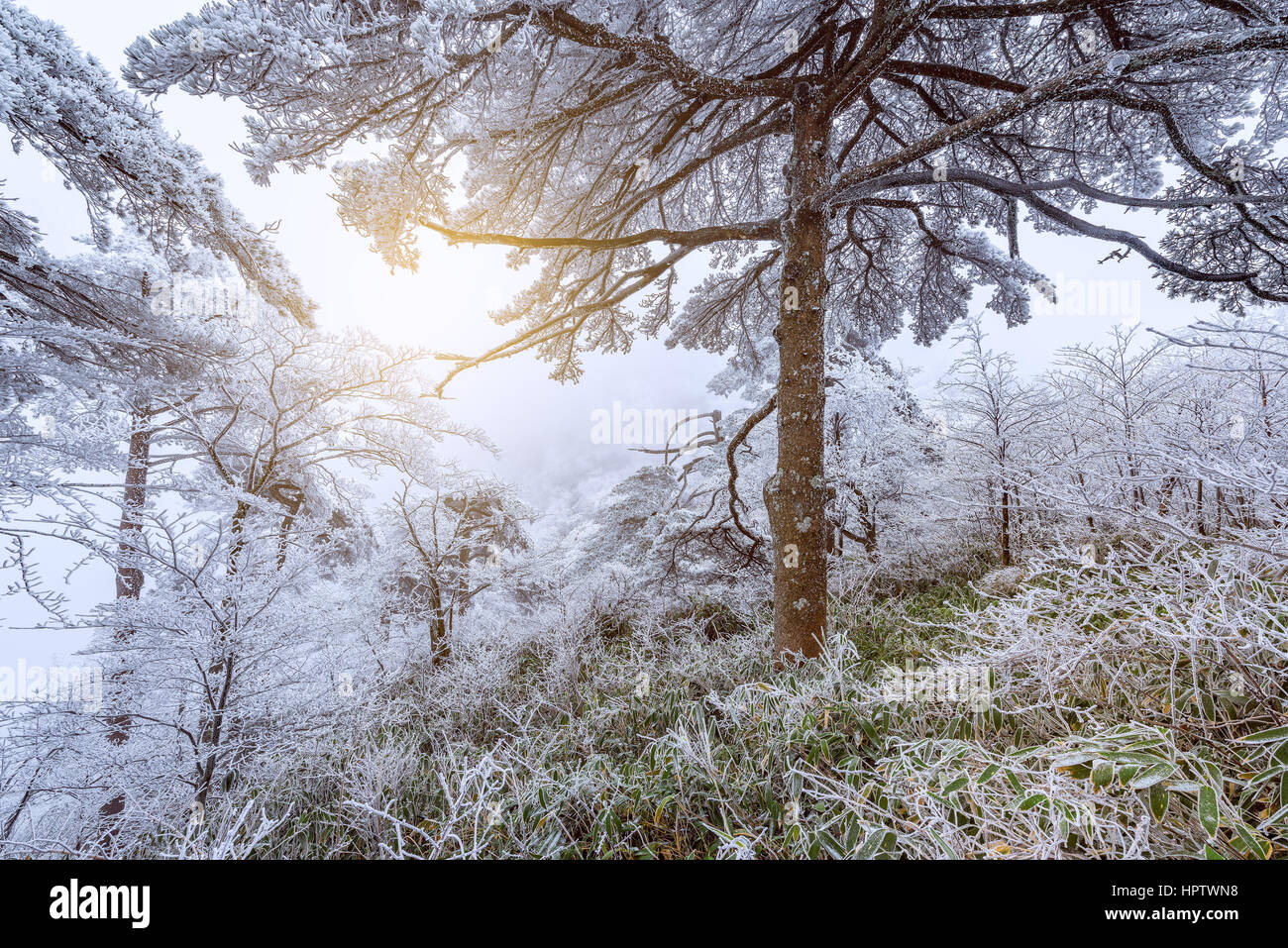 Frozen branches of the trees in Huangshan National park. China Stock ...