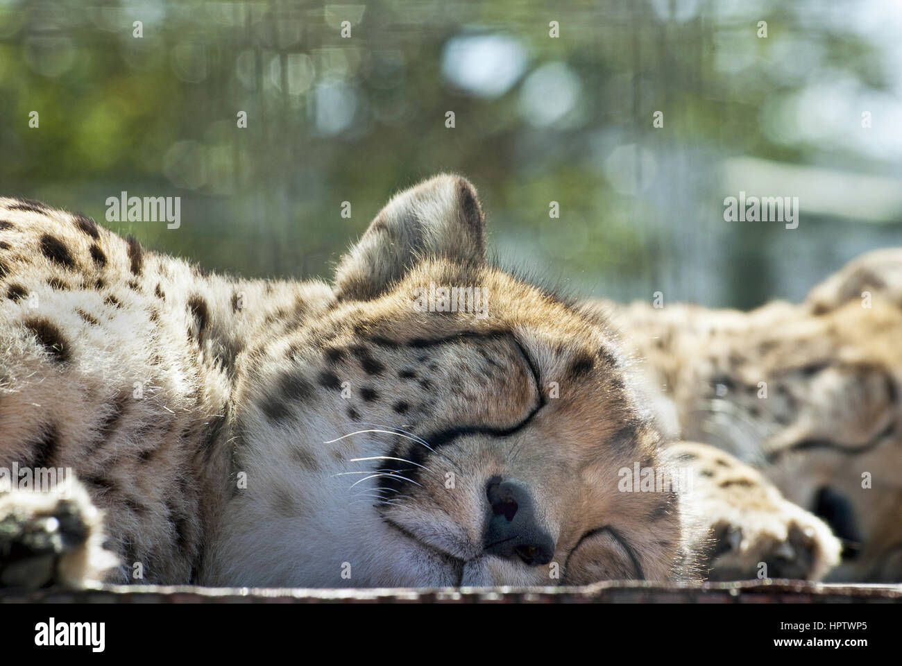 Two cheetahs sleep in a game reserve, South Africa Stock Photo - Alamy