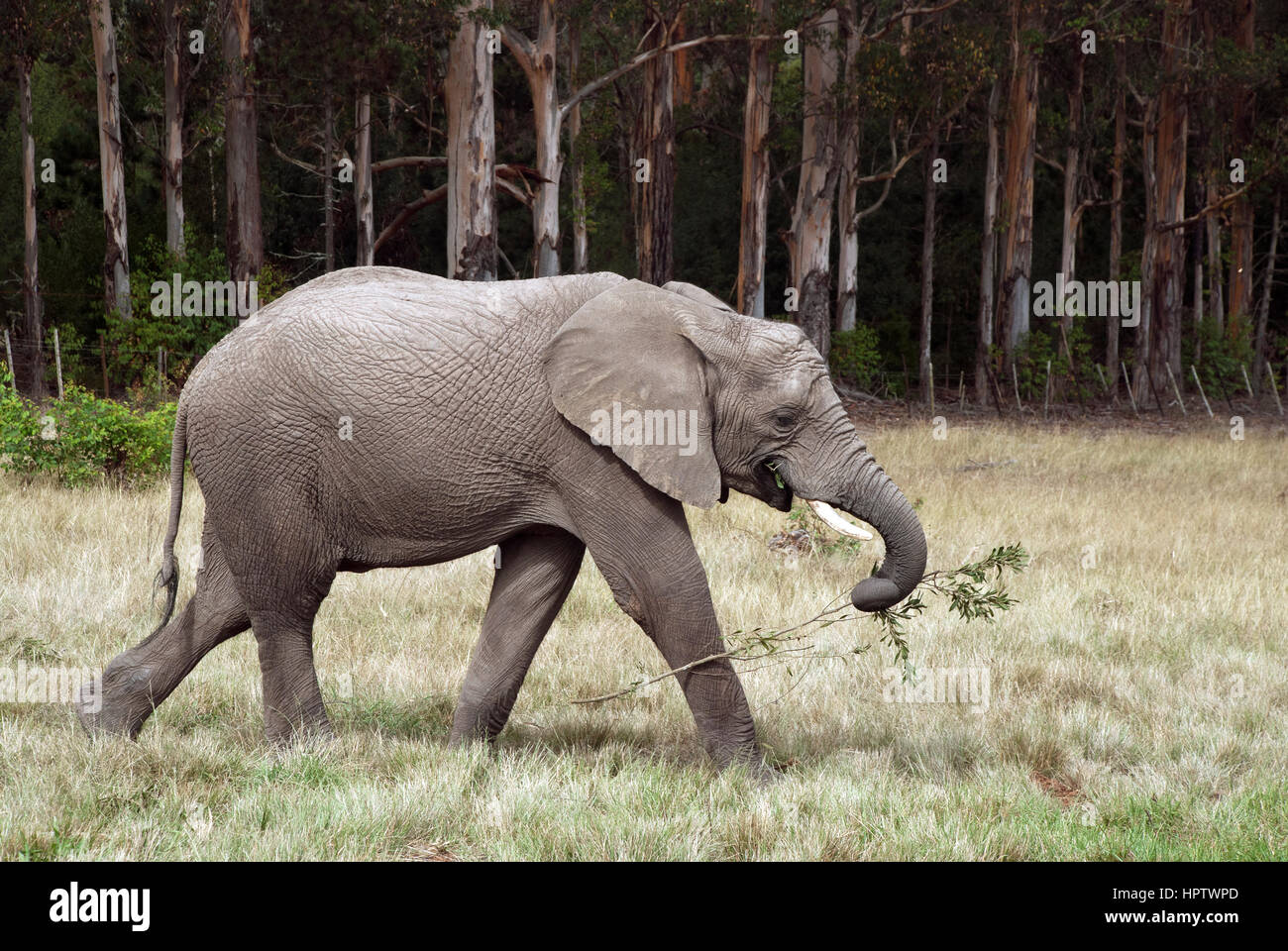 Elephant eating from tree hi-res stock photography and images - Alamy