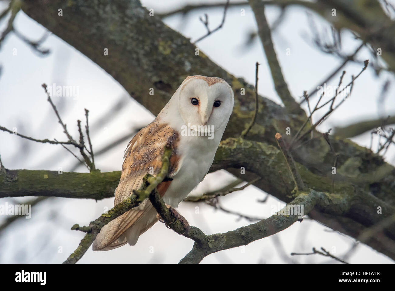Barn Owl(Tyto alba Stock Photo - Alamy