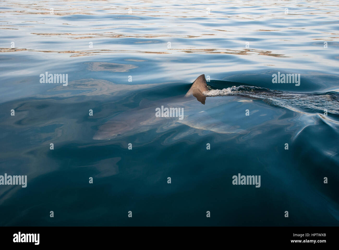 Shark fin hi-res stock photography and images - Alamy